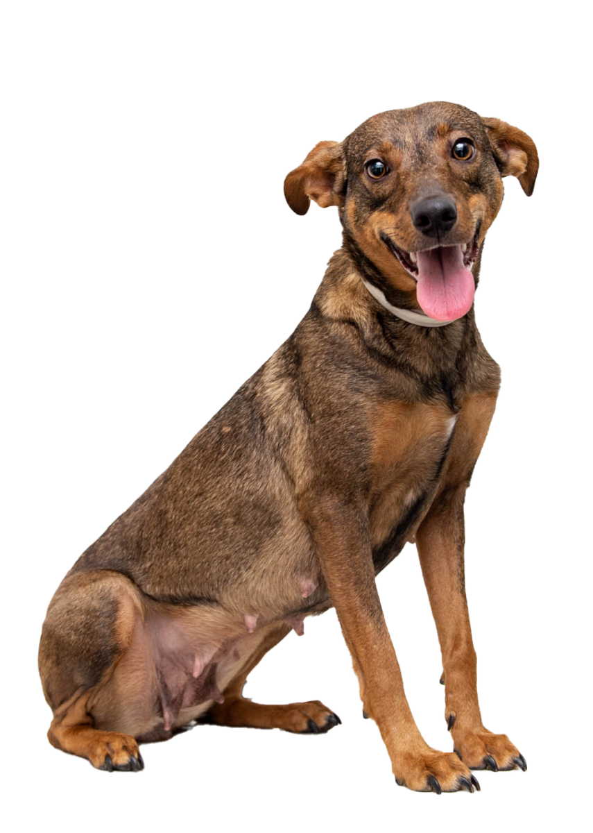 Veterinarian La Vale, MD | LaVale Animal Hospital